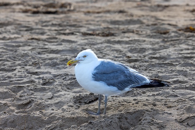 Gaviota Pájaro Animal - Foto gratis en Pixabay - Pixabay