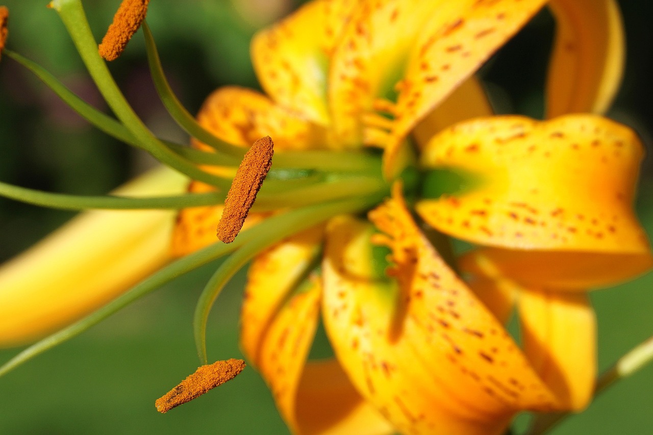 100+ Free Tiger Lily & Nature Images - Pixabay