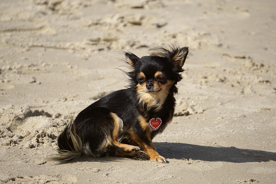 Cachorro Chihuahua Praia Bicho De - Foto gratuita no Pixabay
