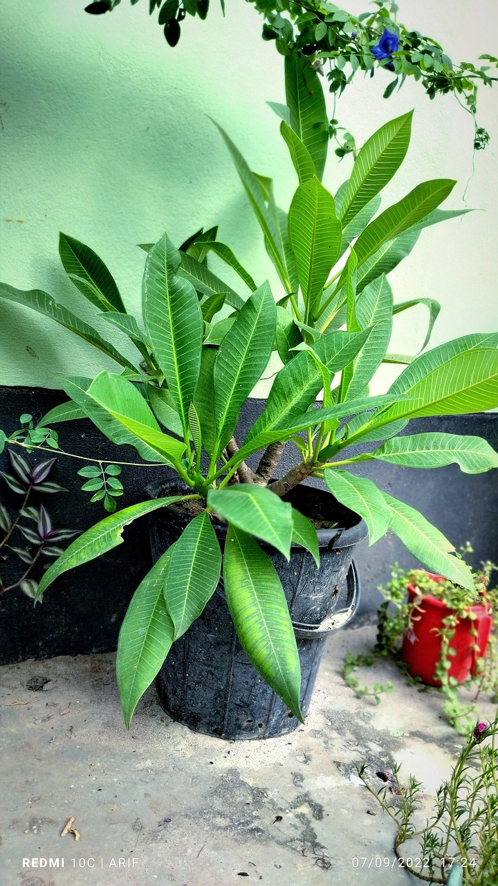 Planta De Tob Natue - Foto gratuita no Pixabay - Pixabay