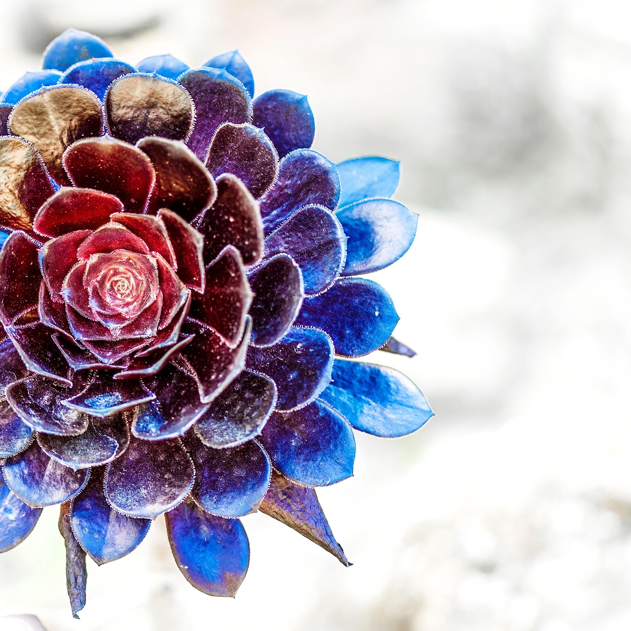 Aeonium Arboreum Suculentas Cacto - Foto gratuita no Pixabay - Pixabay