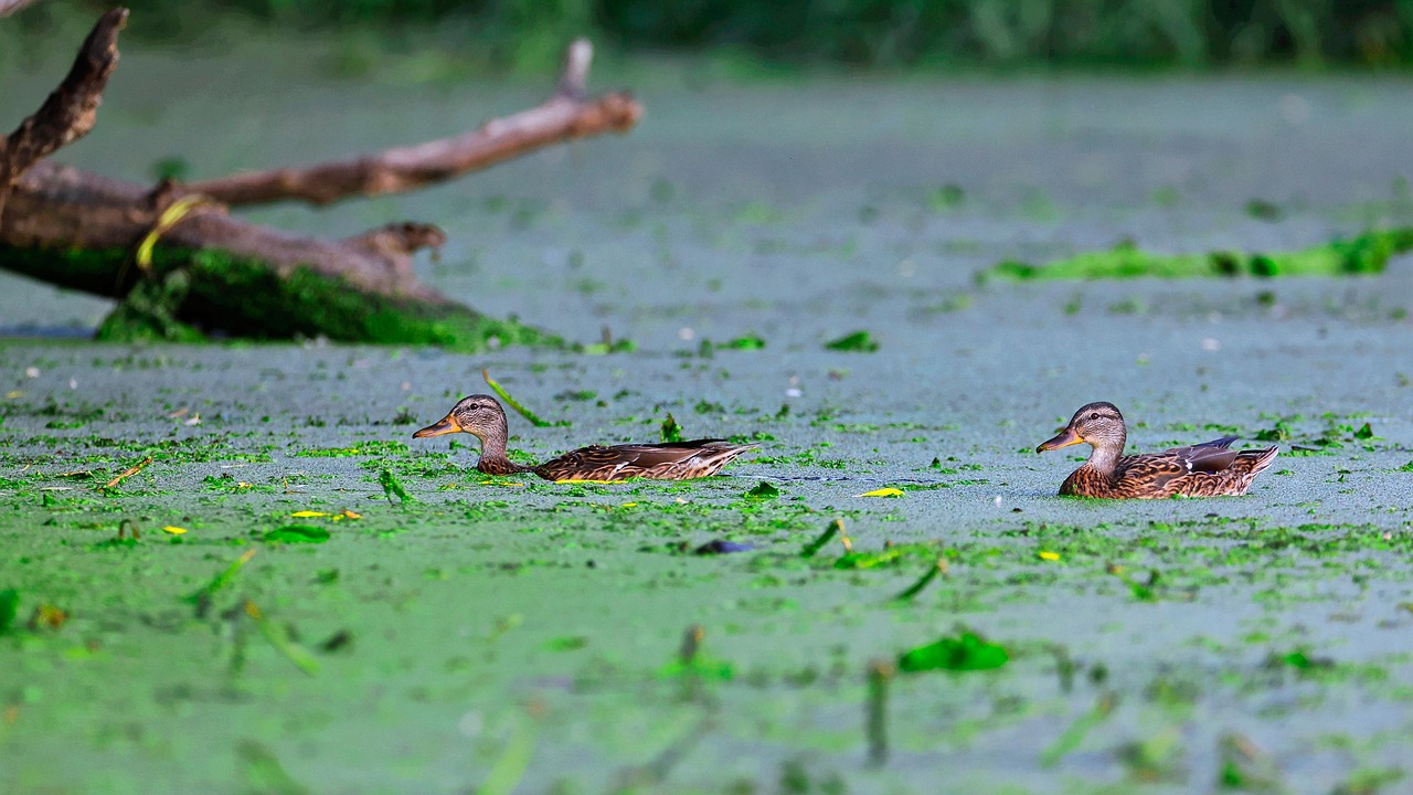 Mallard Ducks Bird Aquatic - Free photo on Pixabay