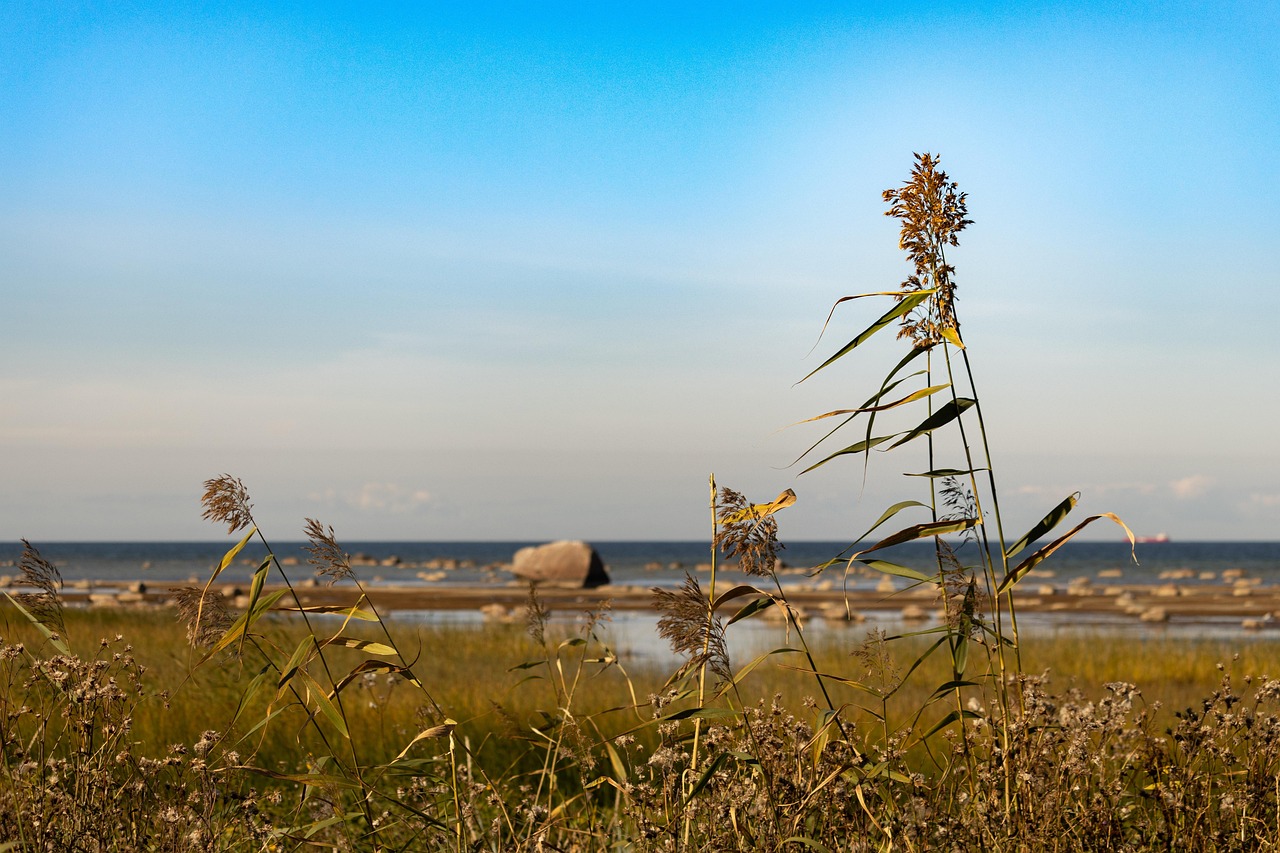 Nature Estonia Tallinn - Free photo on Pixabay