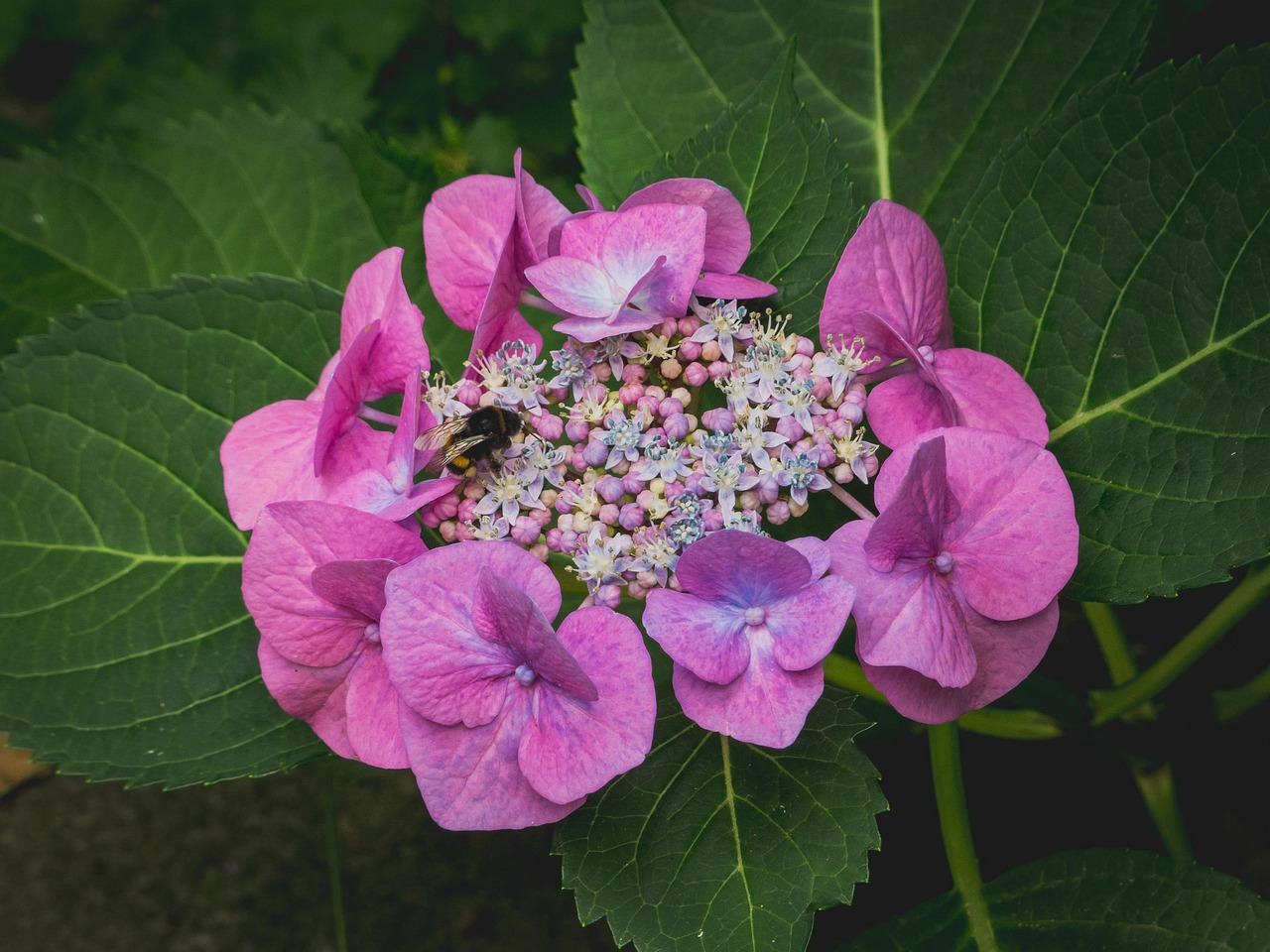 Hortensie Rosa Hummel - Kostenloses Foto auf Pixabay - Pixabay