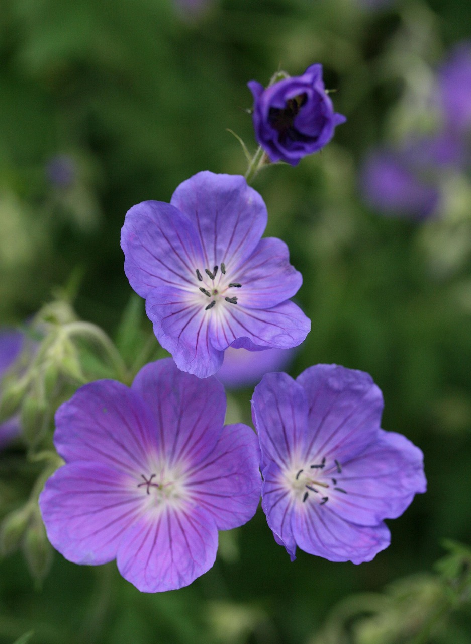 Cranesbill Flowers Plant Wild - Free photo on Pixabay