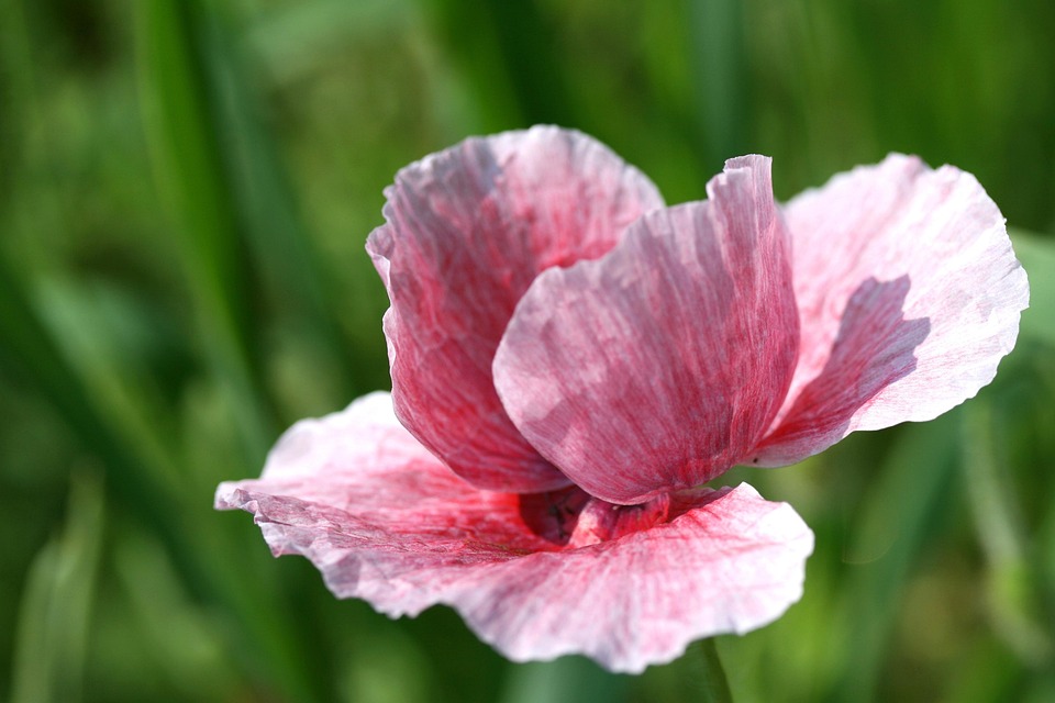 Poppy Flower Garden Plant - Free photo on Pixabay