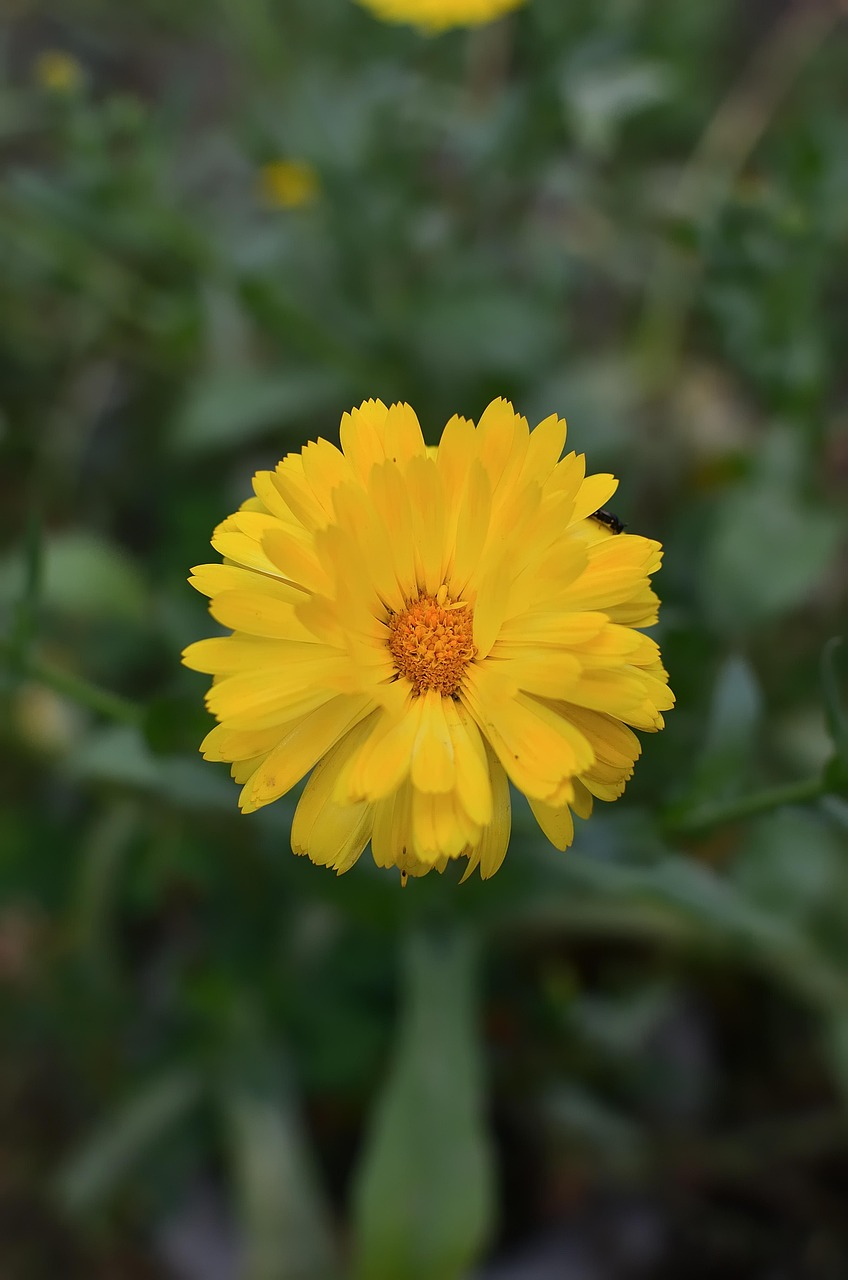 Fleur Jaune Plantes - Photo gratuite sur Pixabay - Pixabay