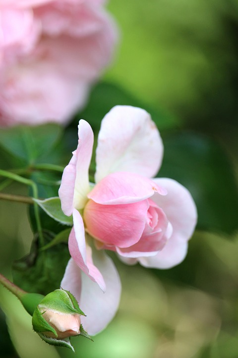Rose Bush Blossom - Free photo on Pixabay - Pixabay