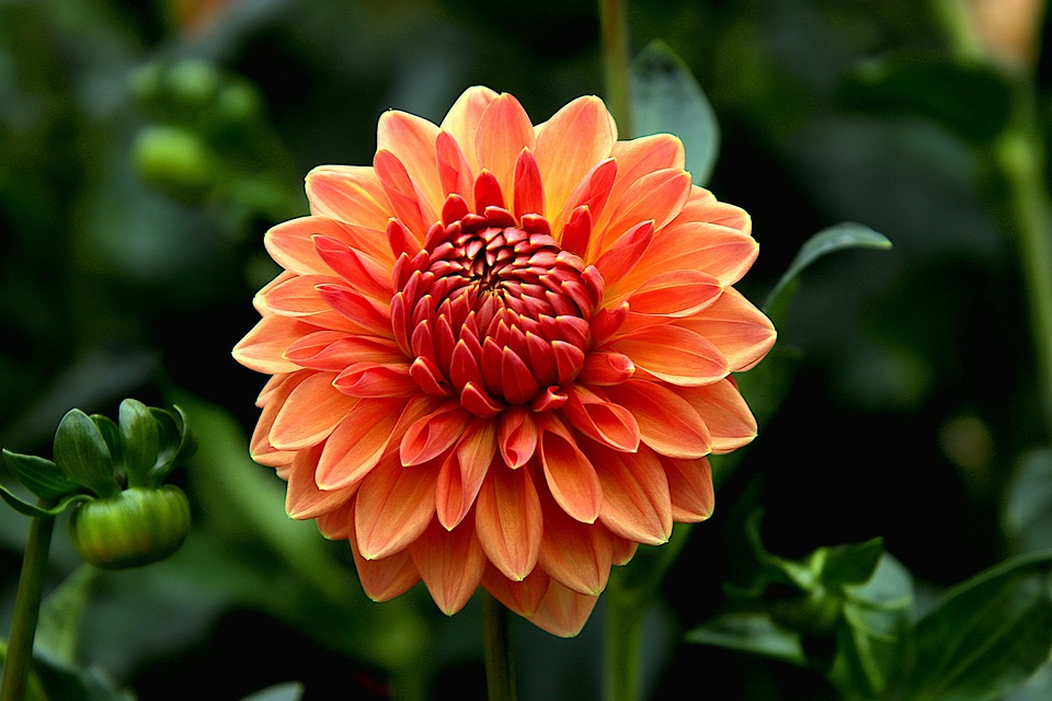 Georgína Kvety Rastliny Oranžová - Fotografia zdarma na Pixabay - Pixabay