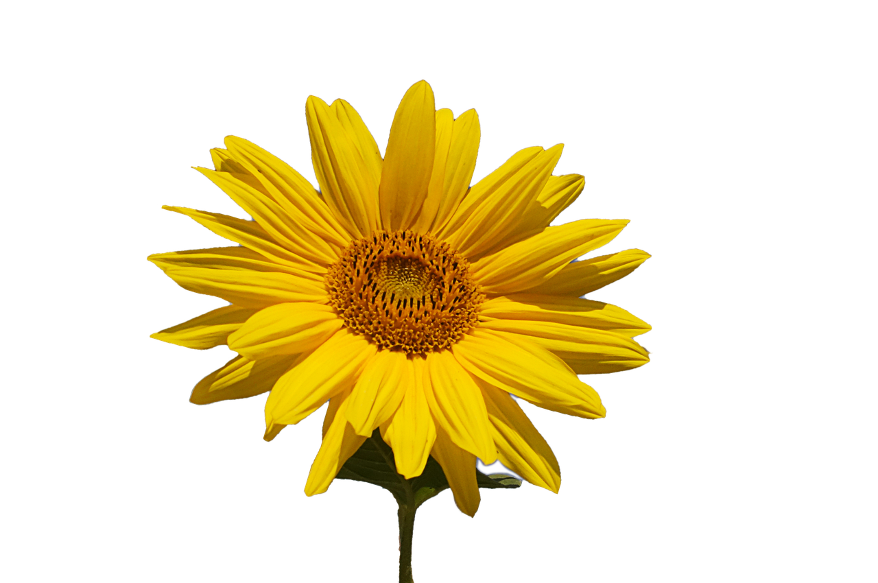 50,000+ Free Sunflower Transparent Background & Sunflower Images - Pixabay