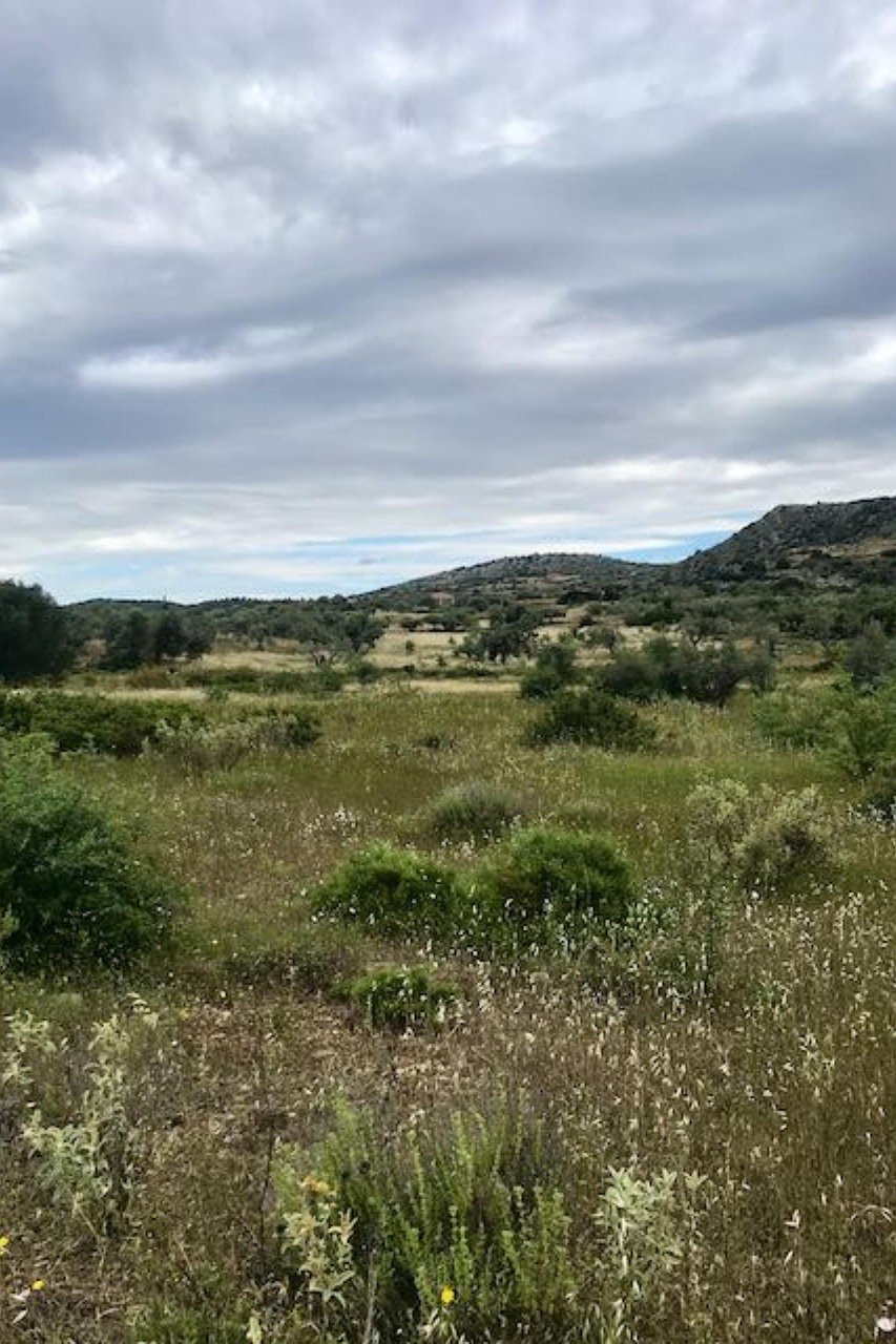 Greece Nature Olive Grove - Free photo on Pixabay - Pixabay