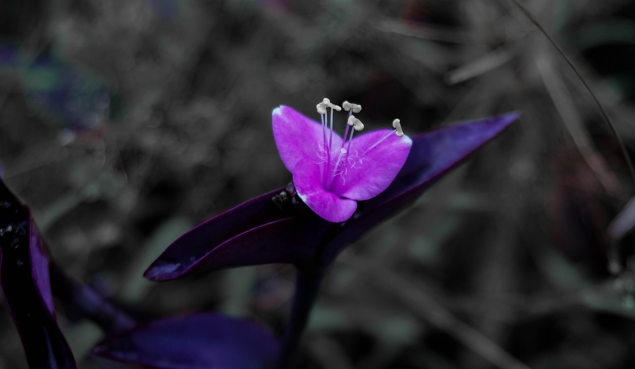 Flores Silvestres Flor Roxa - Foto gratuita no Pixabay - Pixabay