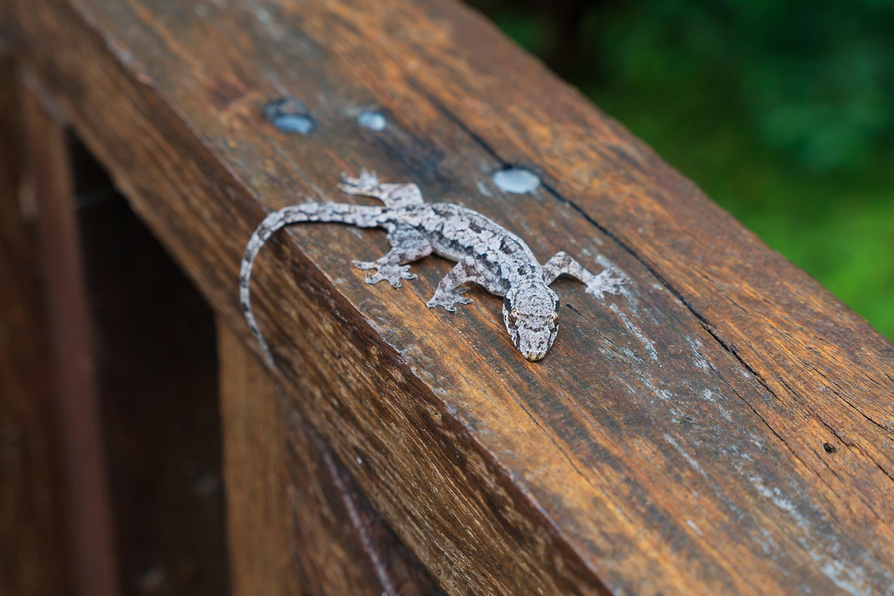 Gecko Lizard Reptile - Free photo on Pixabay - Pixabay