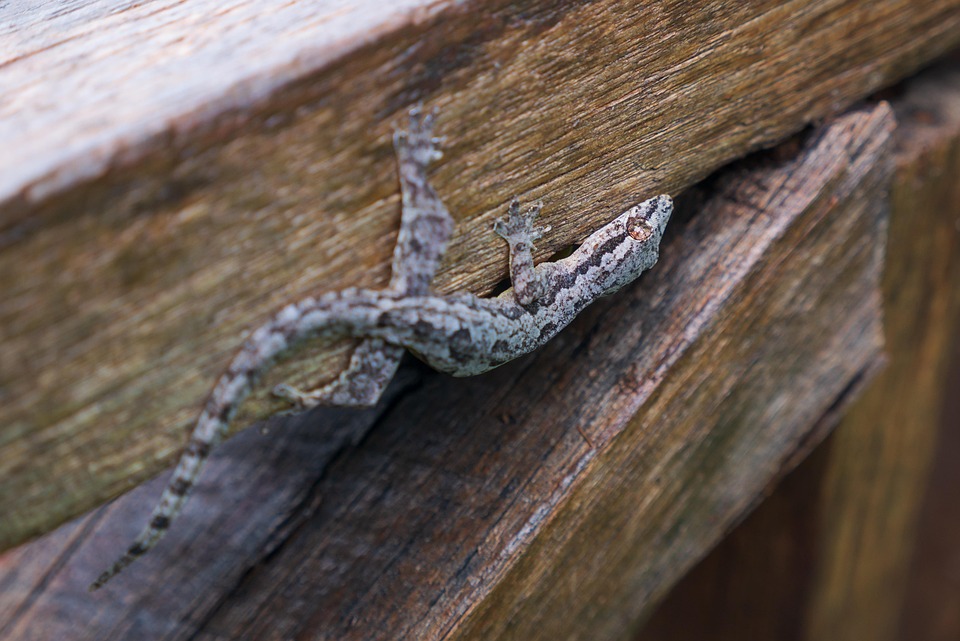 Gewone Huisgekko Gekko Dier - Gratis foto op Pixabay - Pixabay