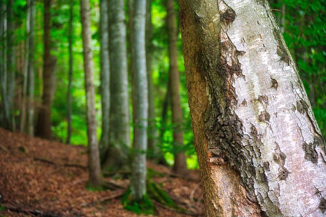 Forêt Des Arbres Nature - Photo gratuite sur Pixabay