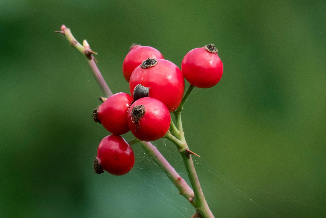 Bayas Rojas Naturaleza - Foto gratis en Pixabay