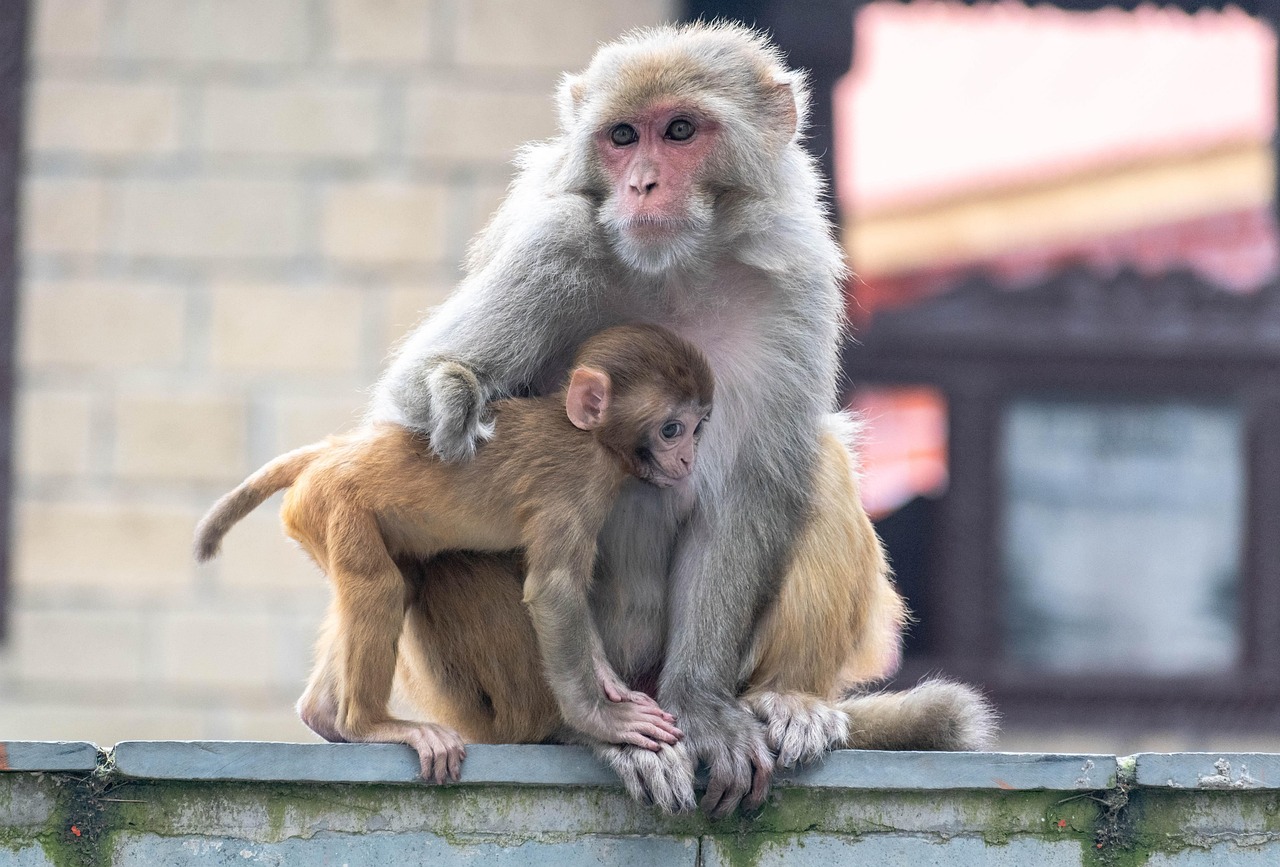 Monkeys Primates Animals - Free photo on Pixabay