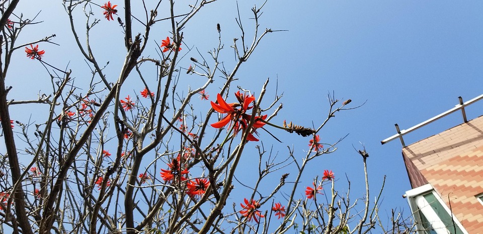 Erythrina Variegata Zayton Blume - Kostenloses Foto auf Pixabay - Pixabay