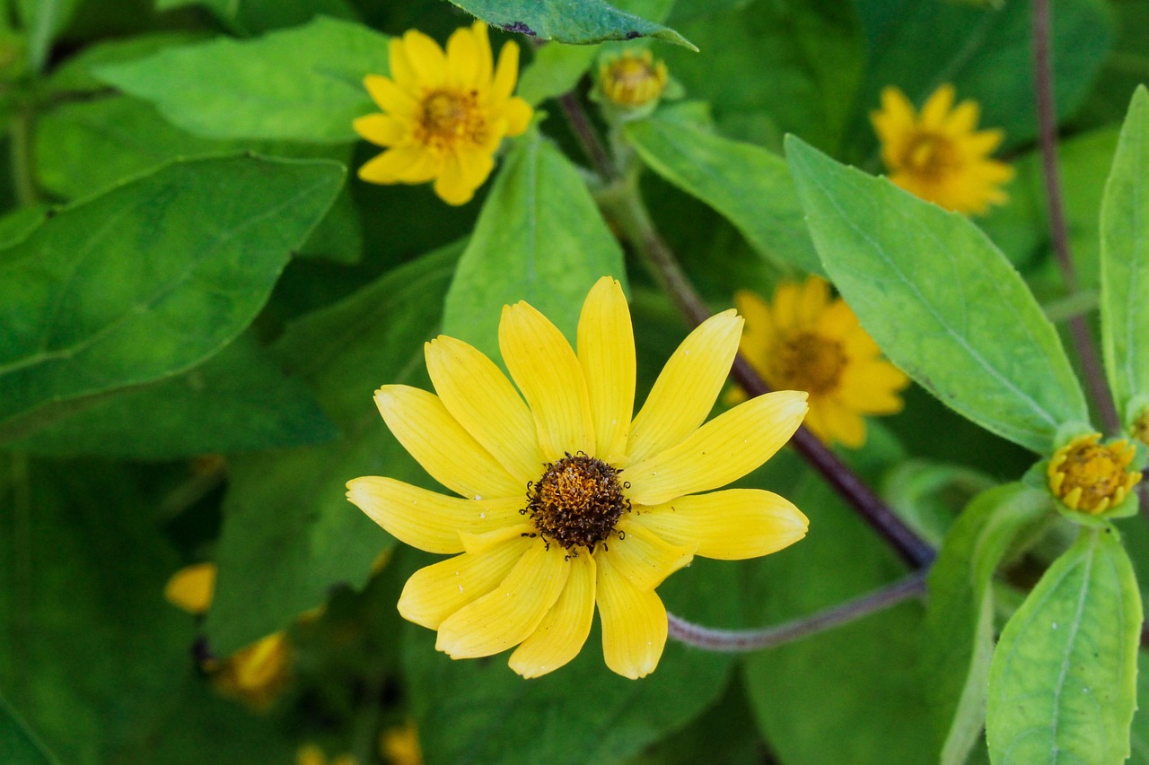 Flower Daisy Flora - Free photo on Pixabay - Pixabay