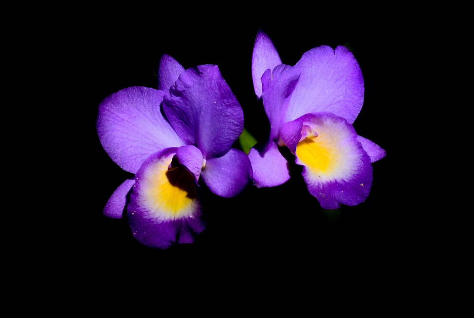 Orchid Flower Petals - Free photo on Pixabay - Pixabay
