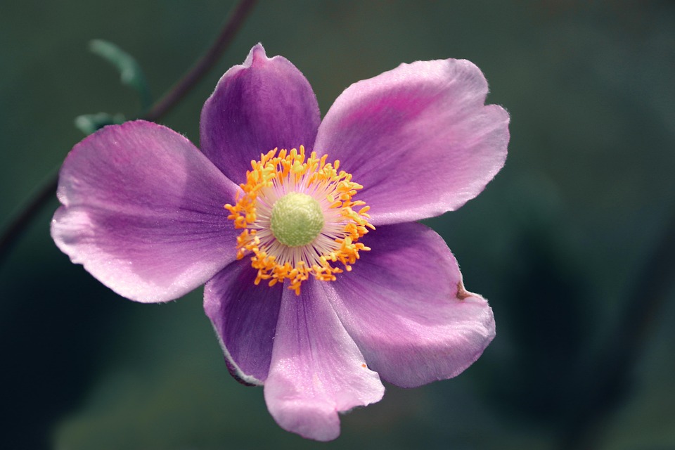Autumn Anemone Japanese - Free photo on Pixabay