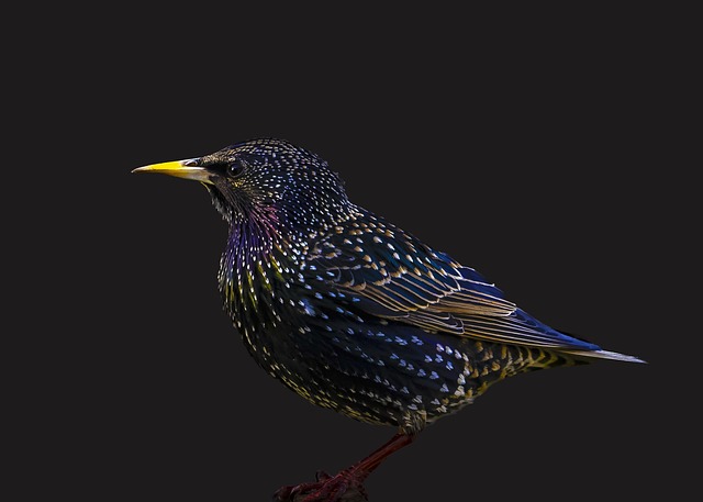 100,000+ Free Starling Bird & Starling Images - Pixabay
