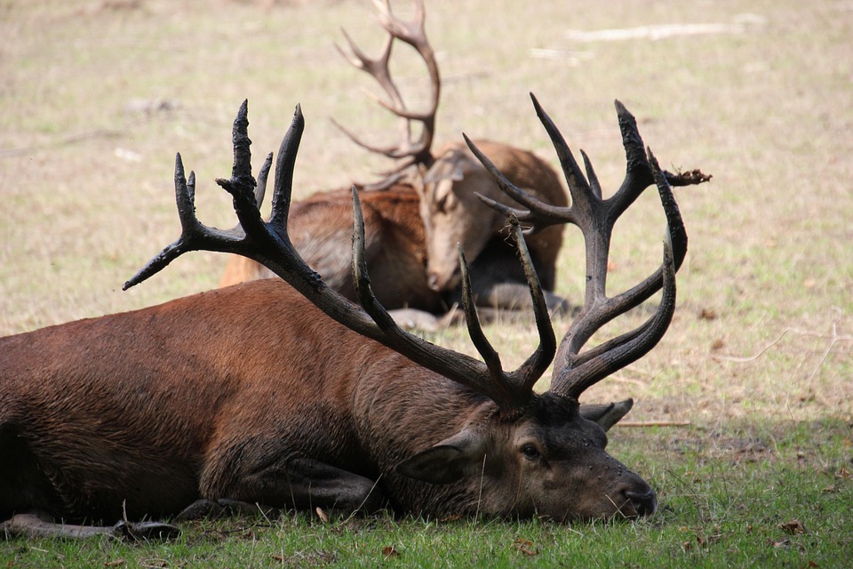 Cerf Animal Faune Red - Photo gratuite sur Pixabay - Pixabay