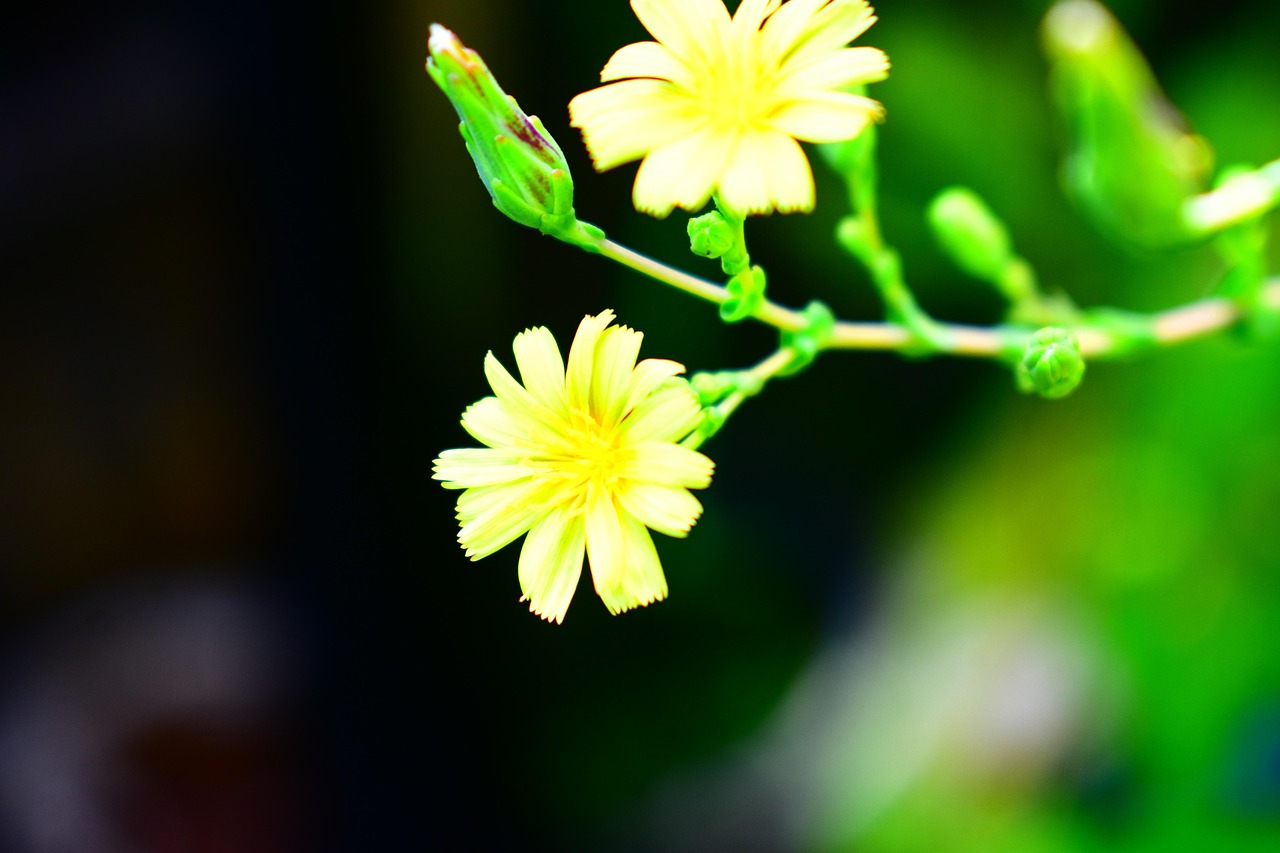 Fleurs Jaune La Nature - Photo gratuite sur Pixabay - Pixabay