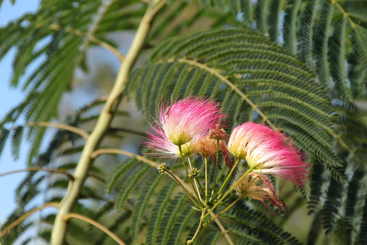 Albizia Julibrissin Tonnelle - Photo gratuite sur Pixabay - Pixabay