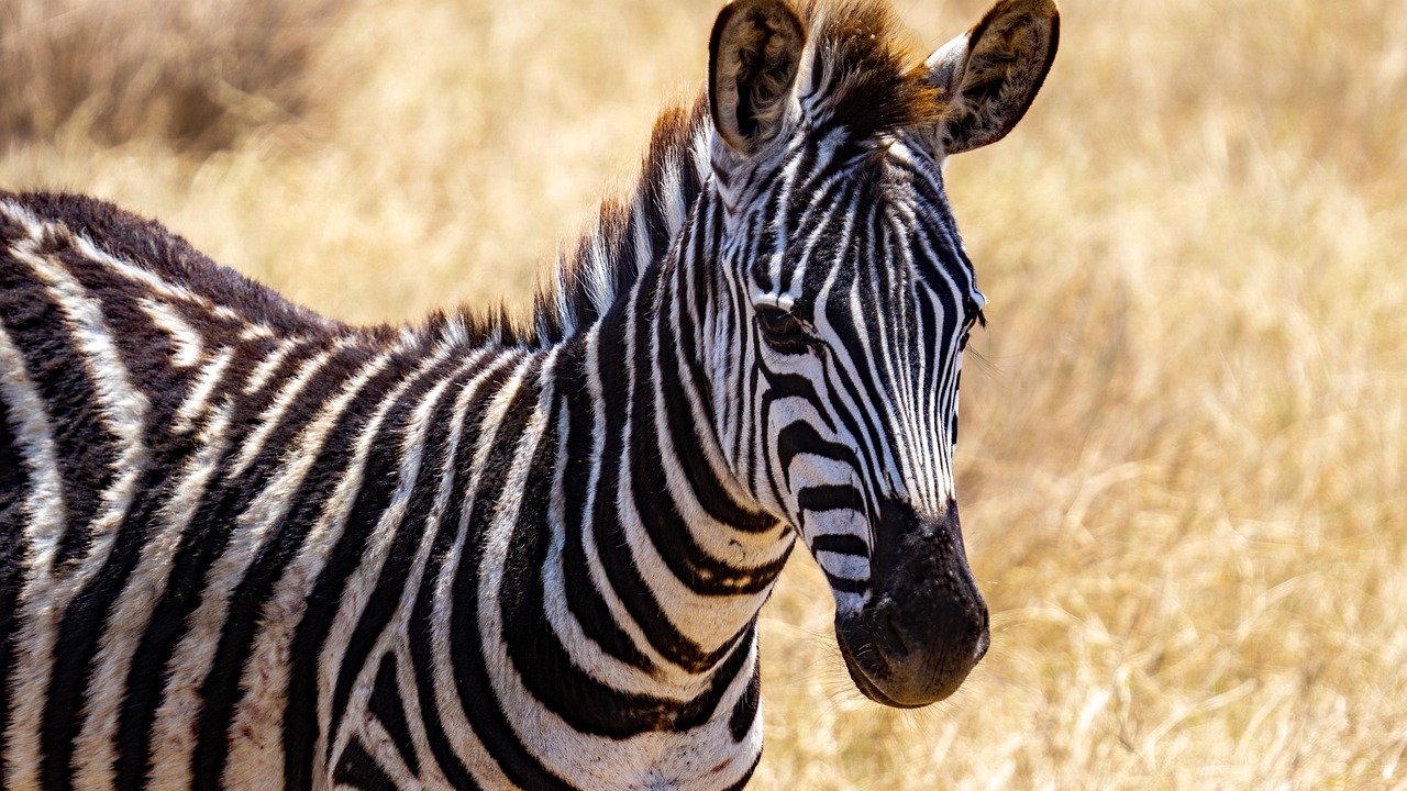 Zebra Tanzania Animal - Free photo on Pixabay