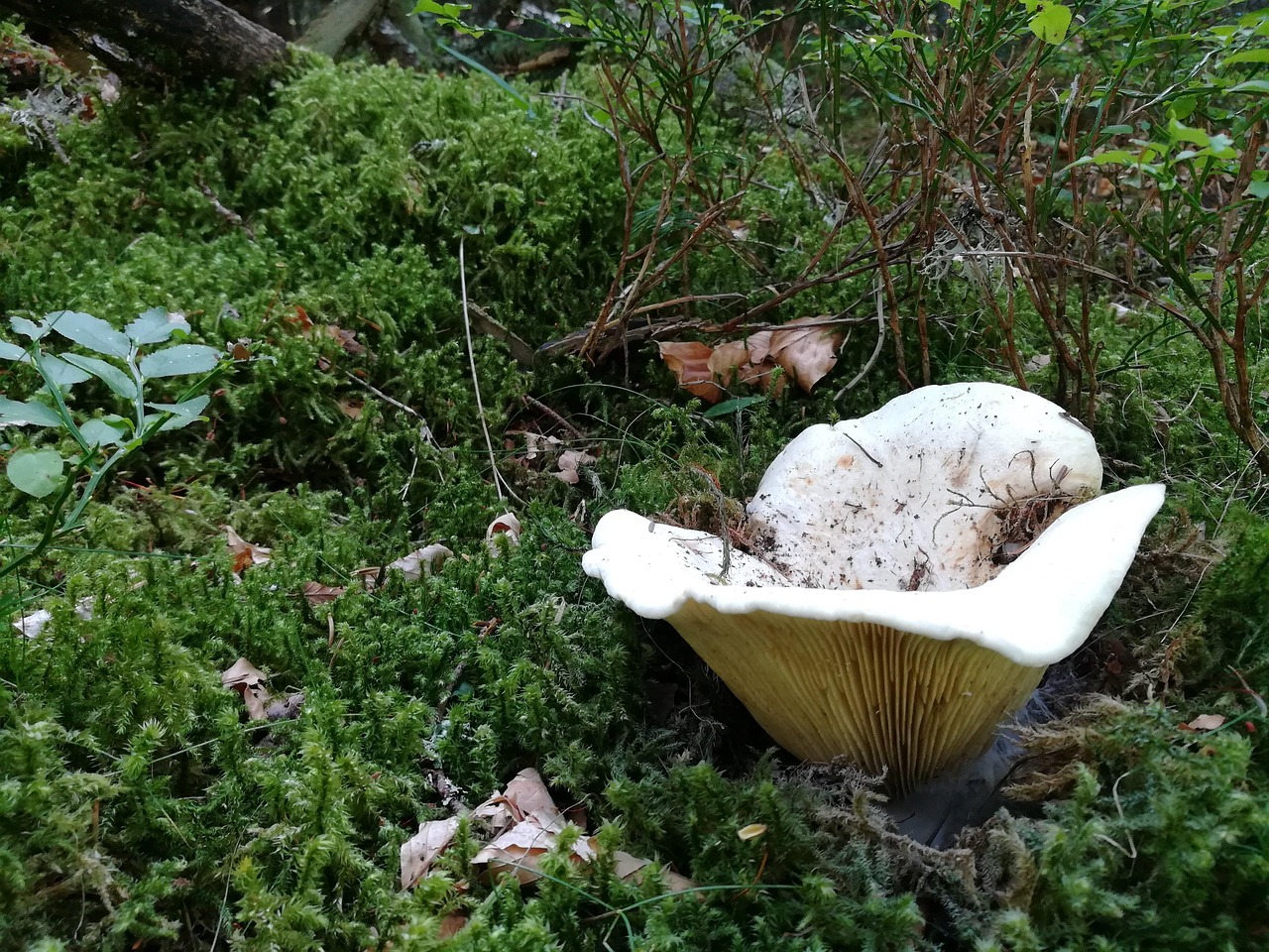 Champignon Champignons Forêt - Photo gratuite sur Pixabay - Pixabay