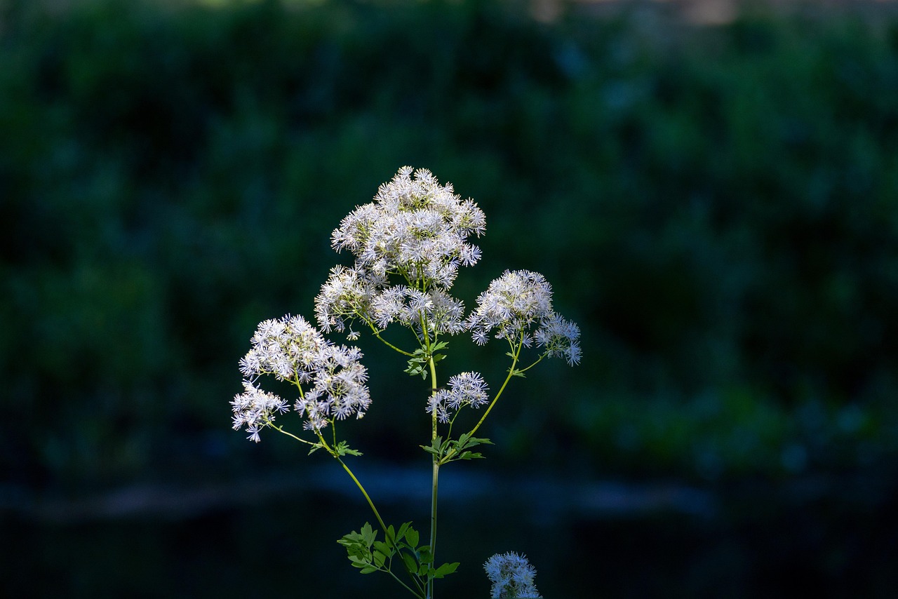 Más de 70 imágenes gratis de Libby Rue y Naturaleza - Pixabay