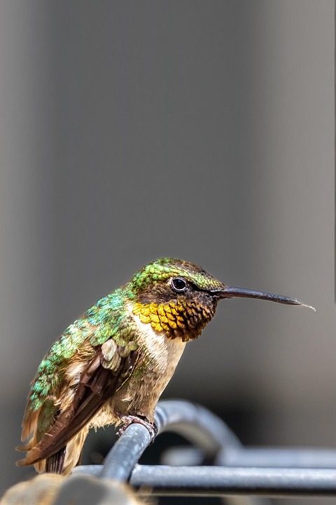 Colibrí Pájaro Animal Fauna - Foto gratis en Pixabay - Pixabay