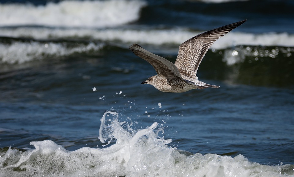 Baltic Sea Gull Beach - Free photo on Pixabay - Pixabay