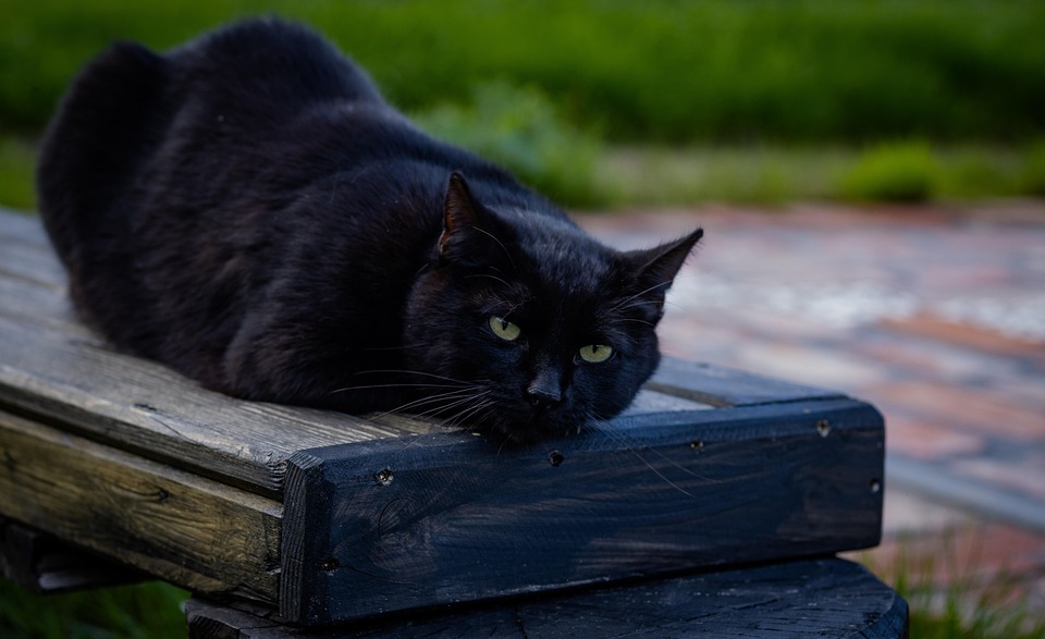 Cat Black Domestic Animal - Free photo on Pixabay