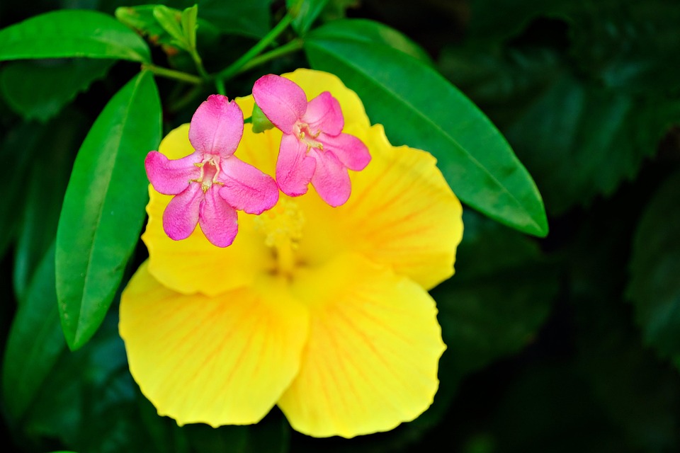 Ravenia Spectabilis Pink Flower - Free photo on Pixabay - Pixabay