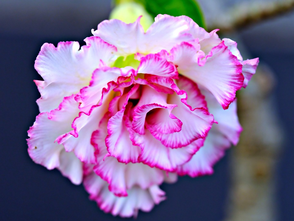 Adenium Desert Rose Pink Flower - Free photo on Pixabay - Pixabay