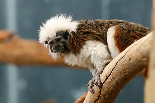 7+ Free Cotton Top Tamarin & Monkey Images - Pixabay