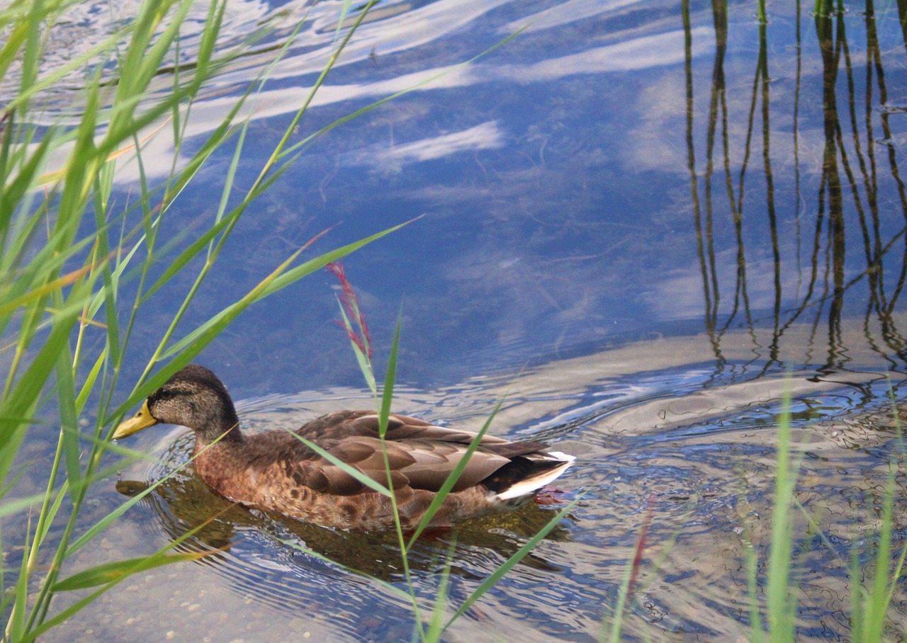 Germano Reale Lago Canne Uccello - Foto gratis su Pixabay