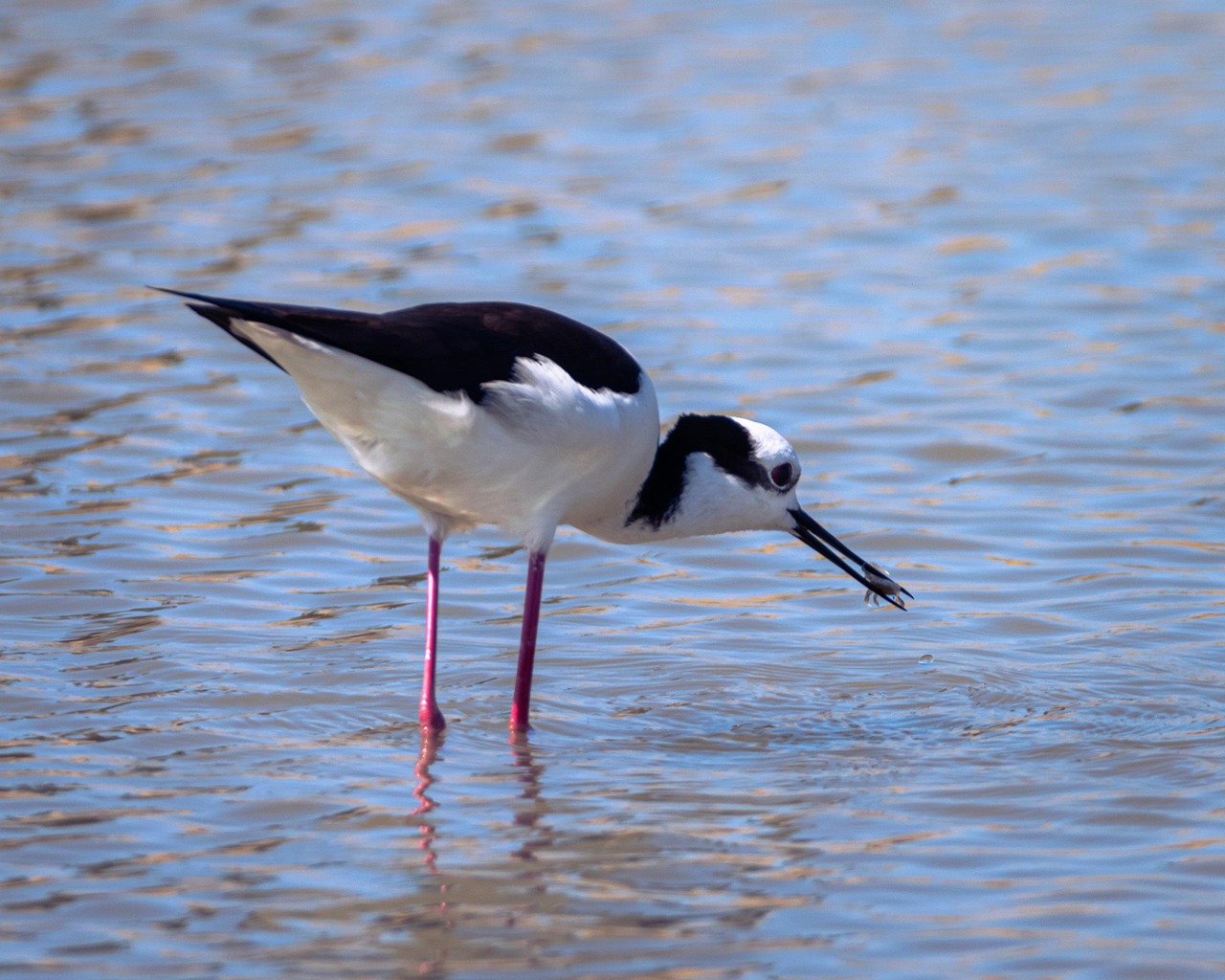 100.000+ Gambar Wader Burung & Wader Gratis - Pixabay