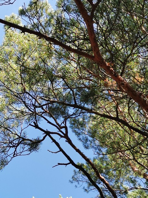 Trees Branches Nature - Free photo on Pixabay - Pixabay