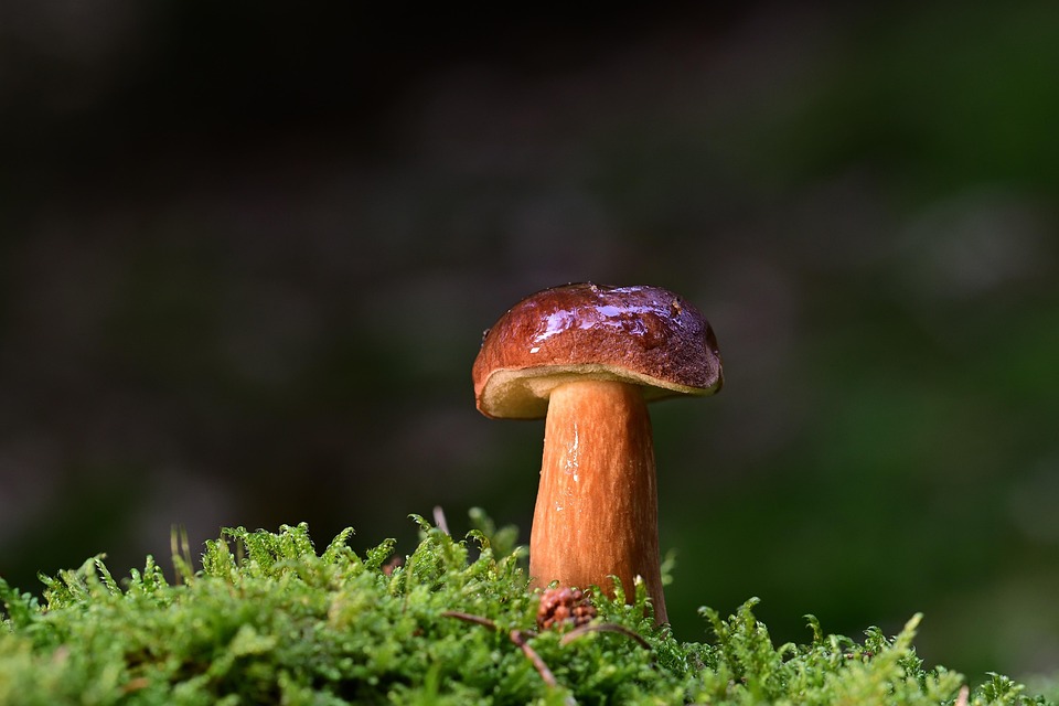 Mushroom Bay Bolete Fungus - Free photo on Pixabay