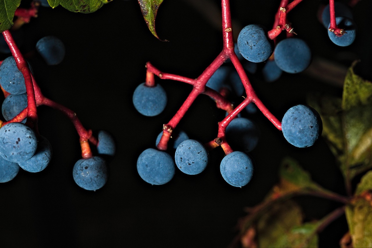 American Vines Fruits Autumn - Free photo on Pixabay - Pixabay