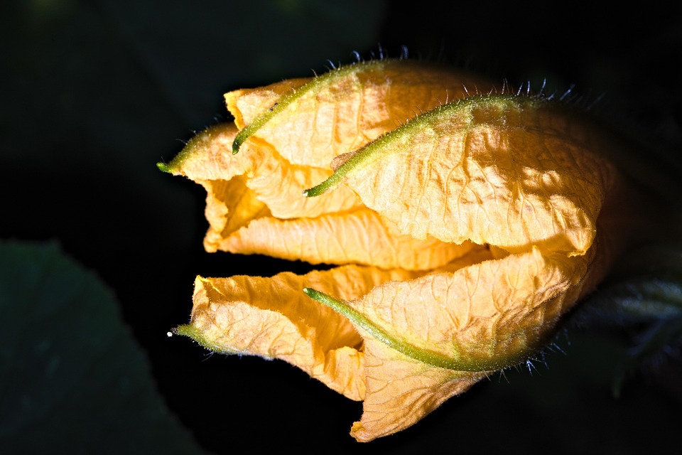 Pumpkin Flower - Free photo on Pixabay