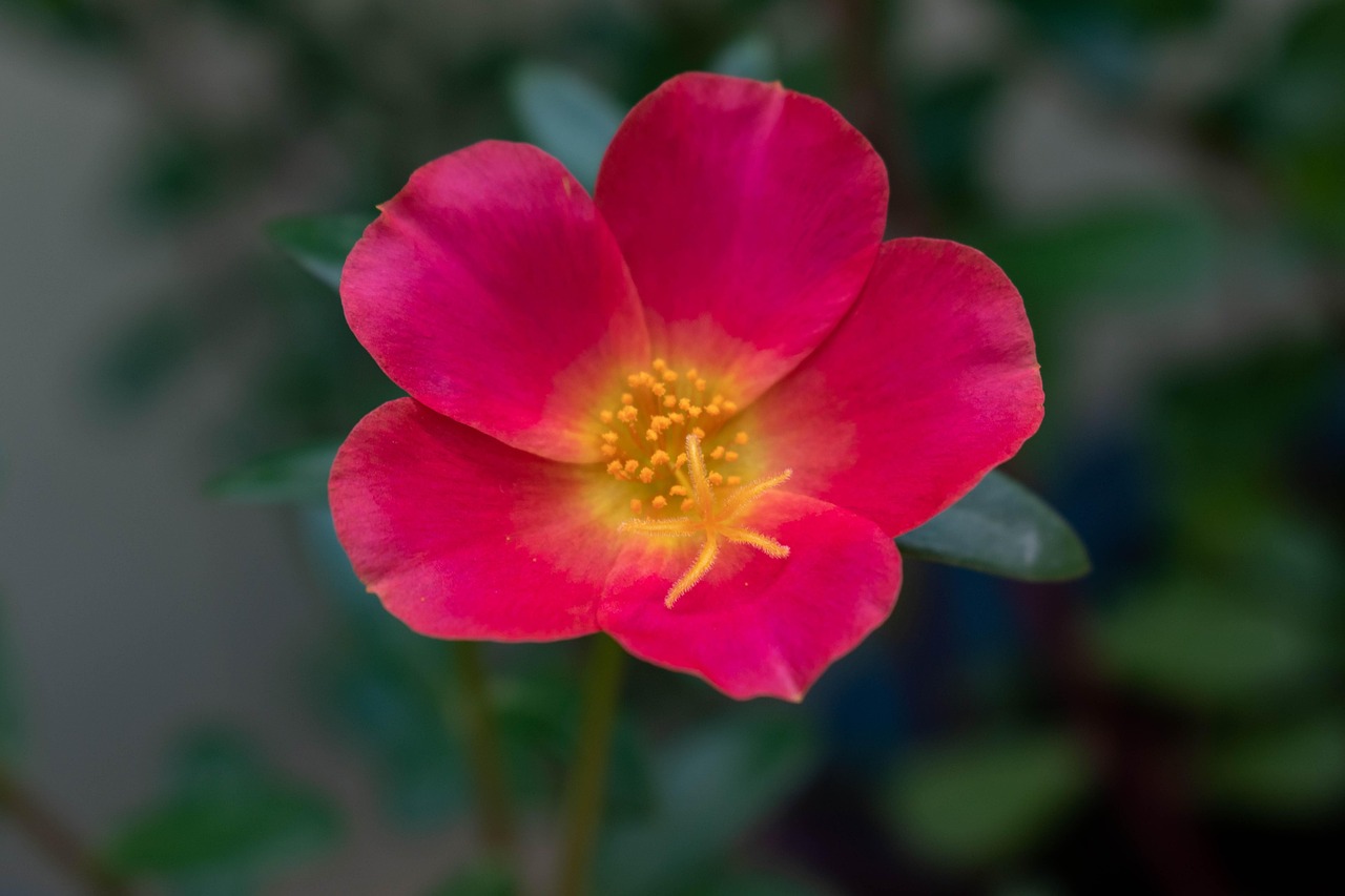 Potentilla Cinquefoils Flor Rosa - Foto gratis en Pixabay - Pixabay