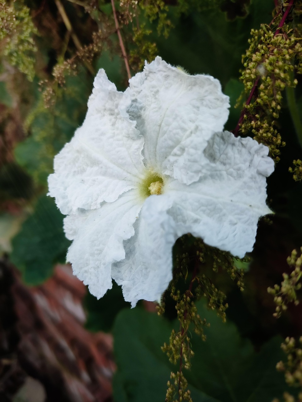 Gourd Flower Plant White - Free photo on Pixabay - Pixabay