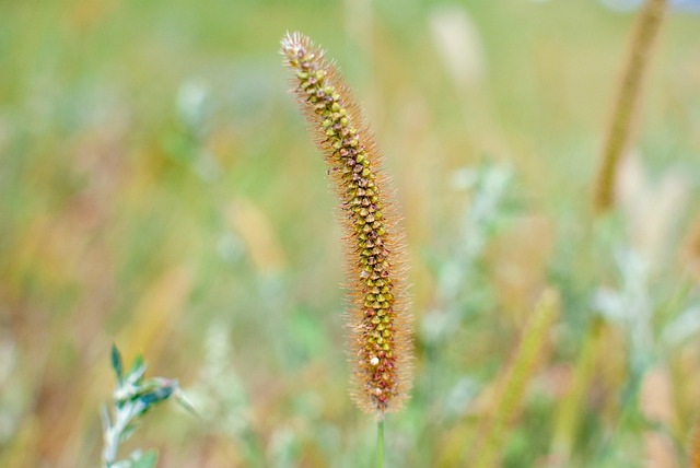 Dog'S Tail Grass Plant - Free photo on Pixabay - Pixabay