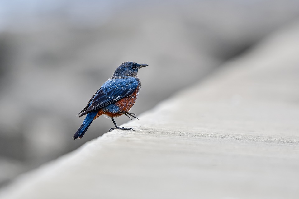 Bird Blue Rock Thrush Animal - Free photo on Pixabay