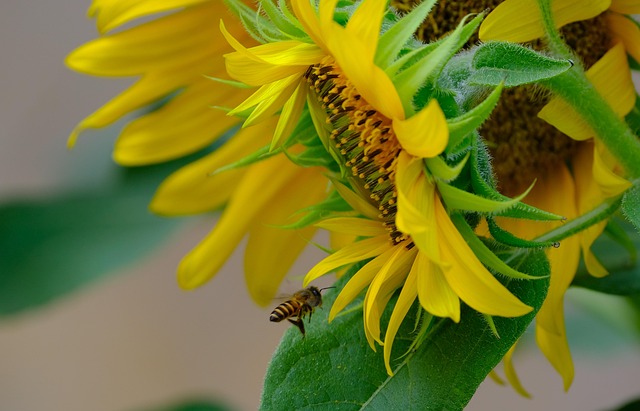 300,000+ Free Beautiful Sunflowers & Sunflower Images - Pixabay