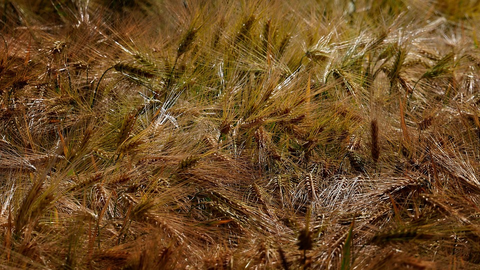 Wheat Field - Free photo on Pixabay